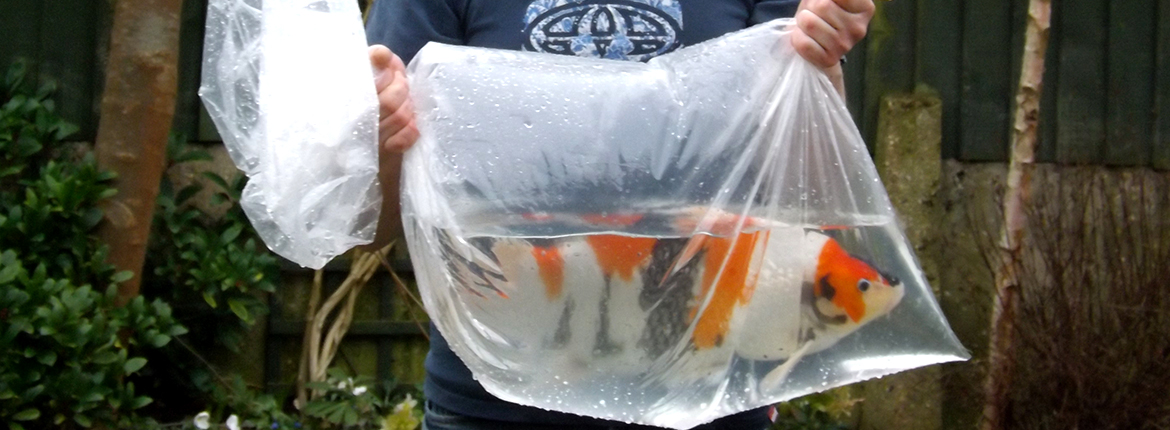 Transport - Gipping Valley Koi